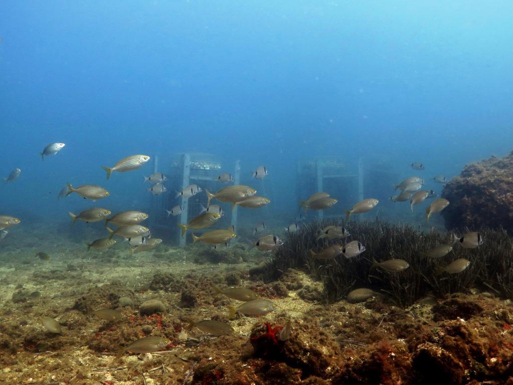 Ecocean | GIREL 3R Project – Marseille (France)