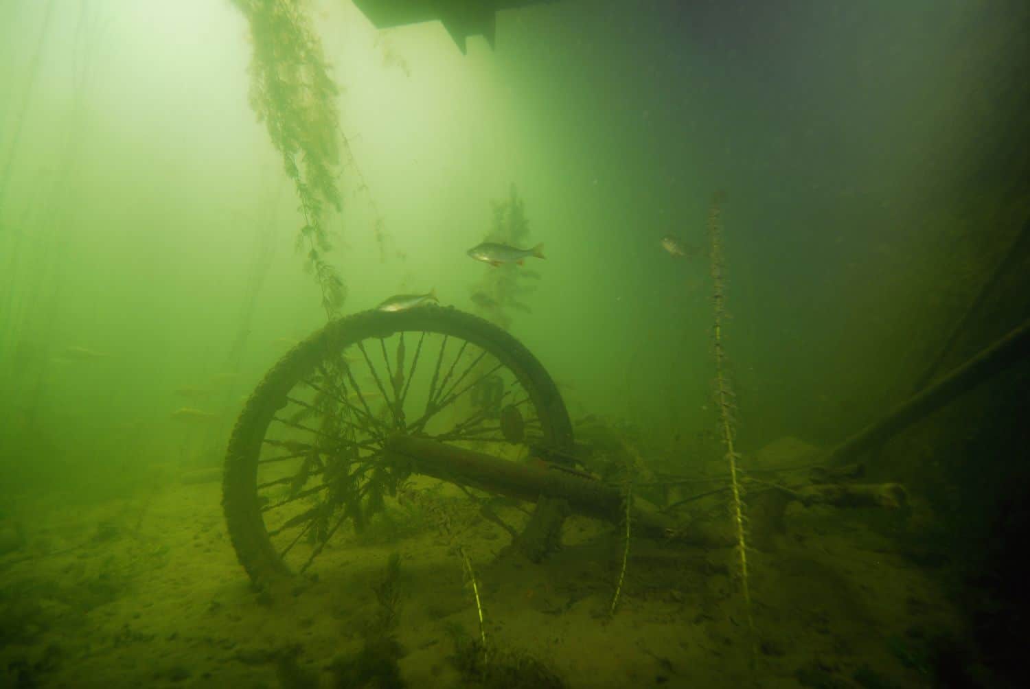 Ecocean | Des Biohut installés dans le Port de l’Arsenal