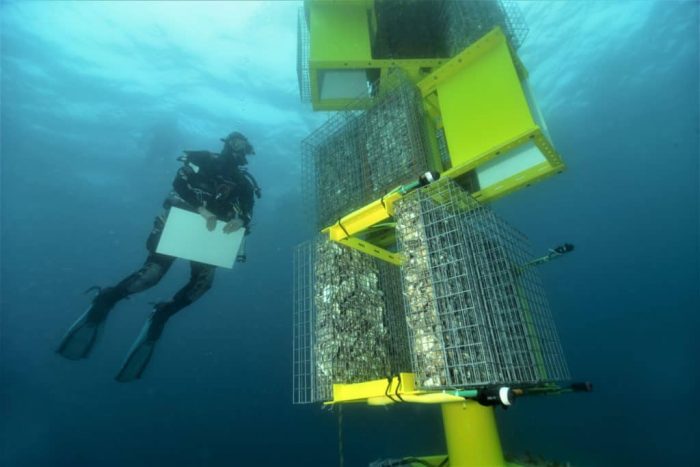 Ecocean | 3000ème BIOHUT installé sur une drôle de bouée