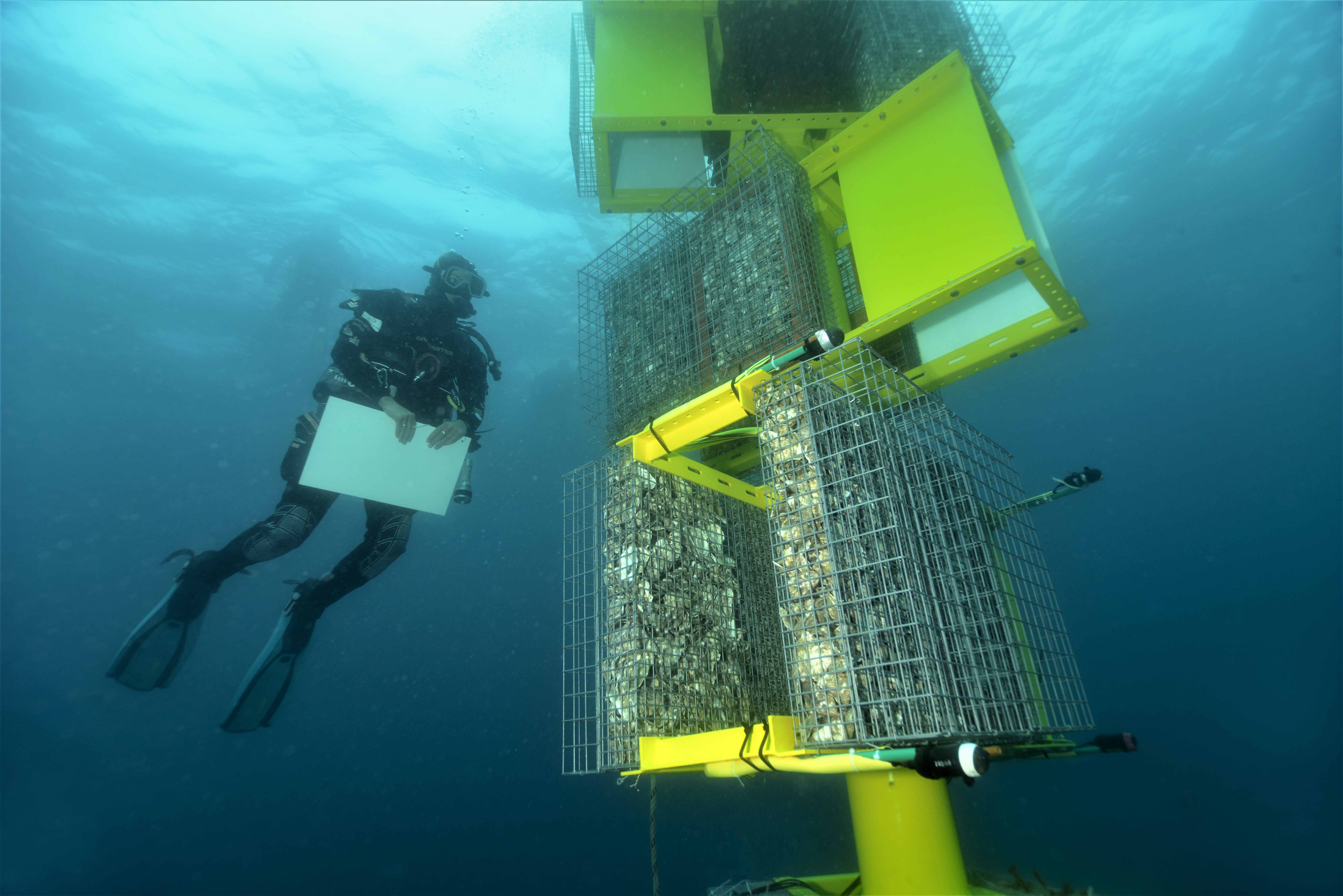 Ecocean | 3000ème BIOHUT installé sur une drôle de bouée