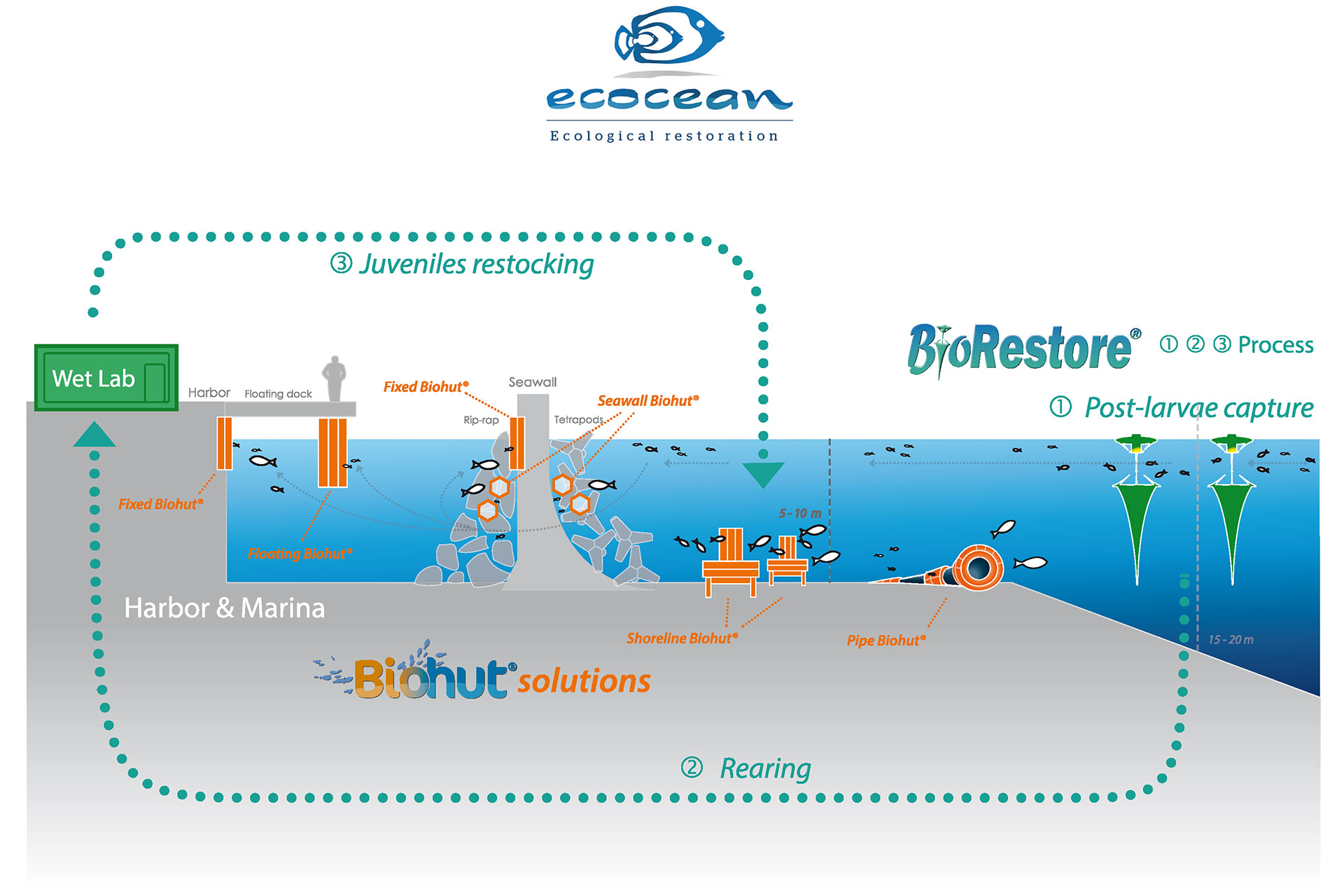 Ecocean | Ecological restoration of marine biodiversity