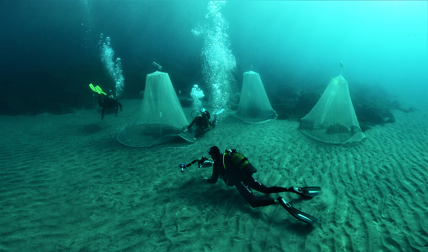 Ecocean | Projet ORREA (en cours)