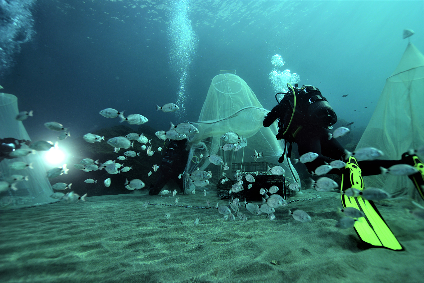 Ecocean | Projet ORREA (en cours)