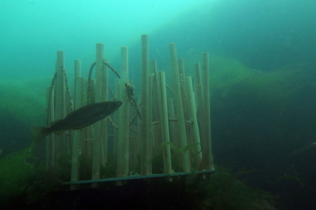Ecocean | Cherbourg Breakwater