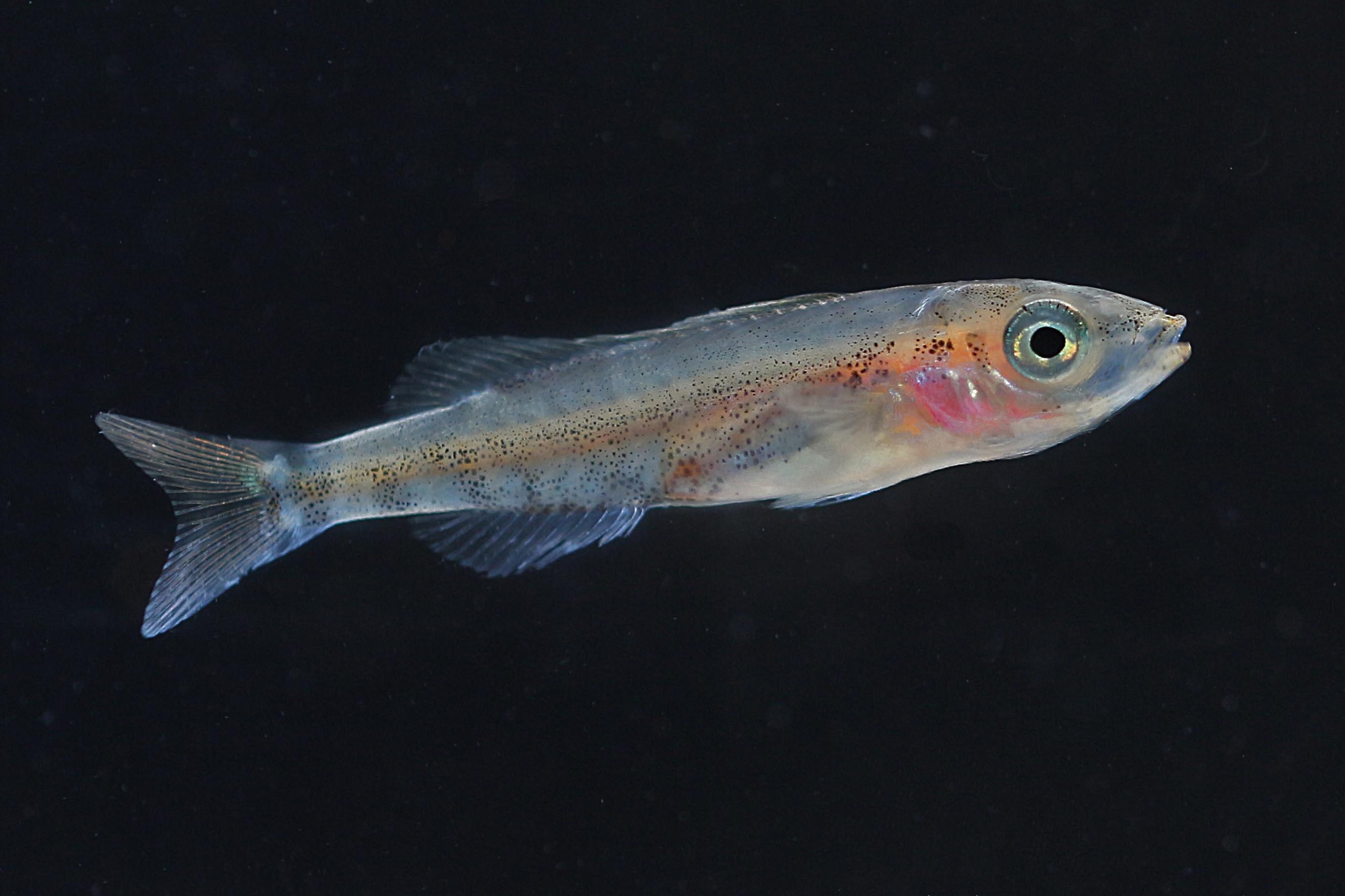 Ecocean | Projet ORREA (en cours)