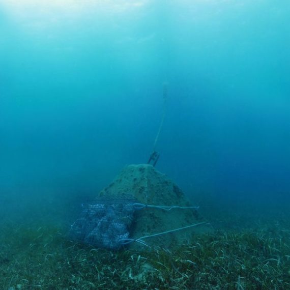 Ecocean | Projet BIODIV’OM – Saint-Martin (en cours)