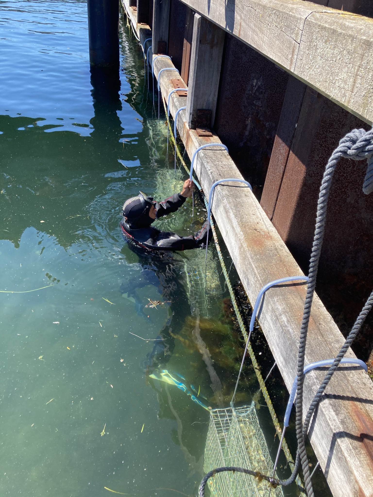 Ecocean | Copenhagen, WWF acts for the marine environment